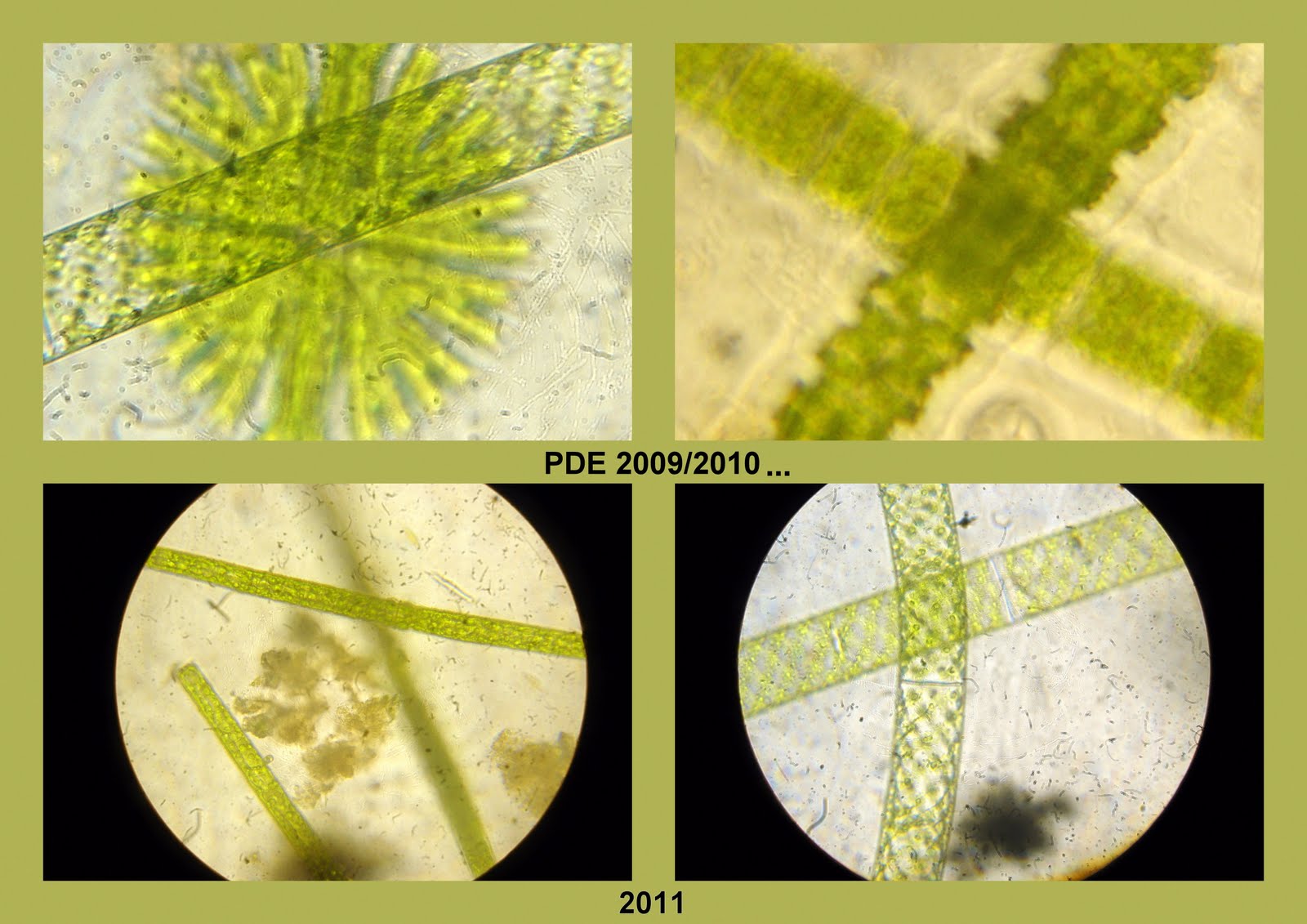 Cultivo de Microalgas em Fotobiorreatores: Aula Prática... Microalgas