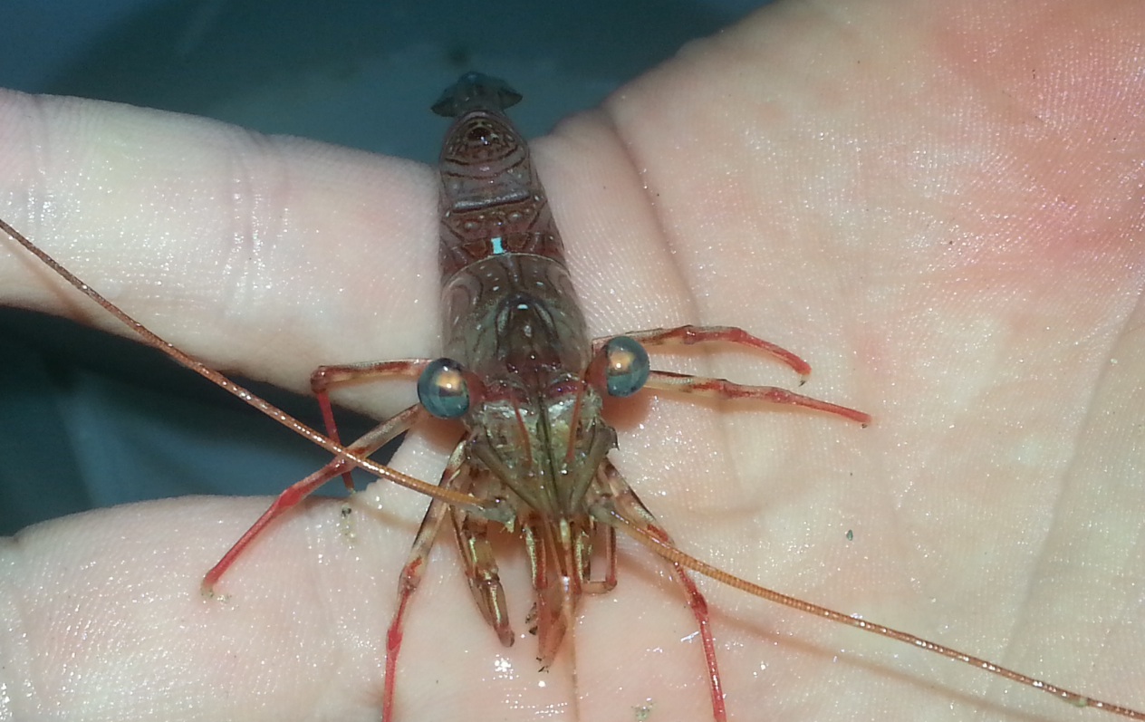 What's in Jeremy's Bucket?: Crustaceans