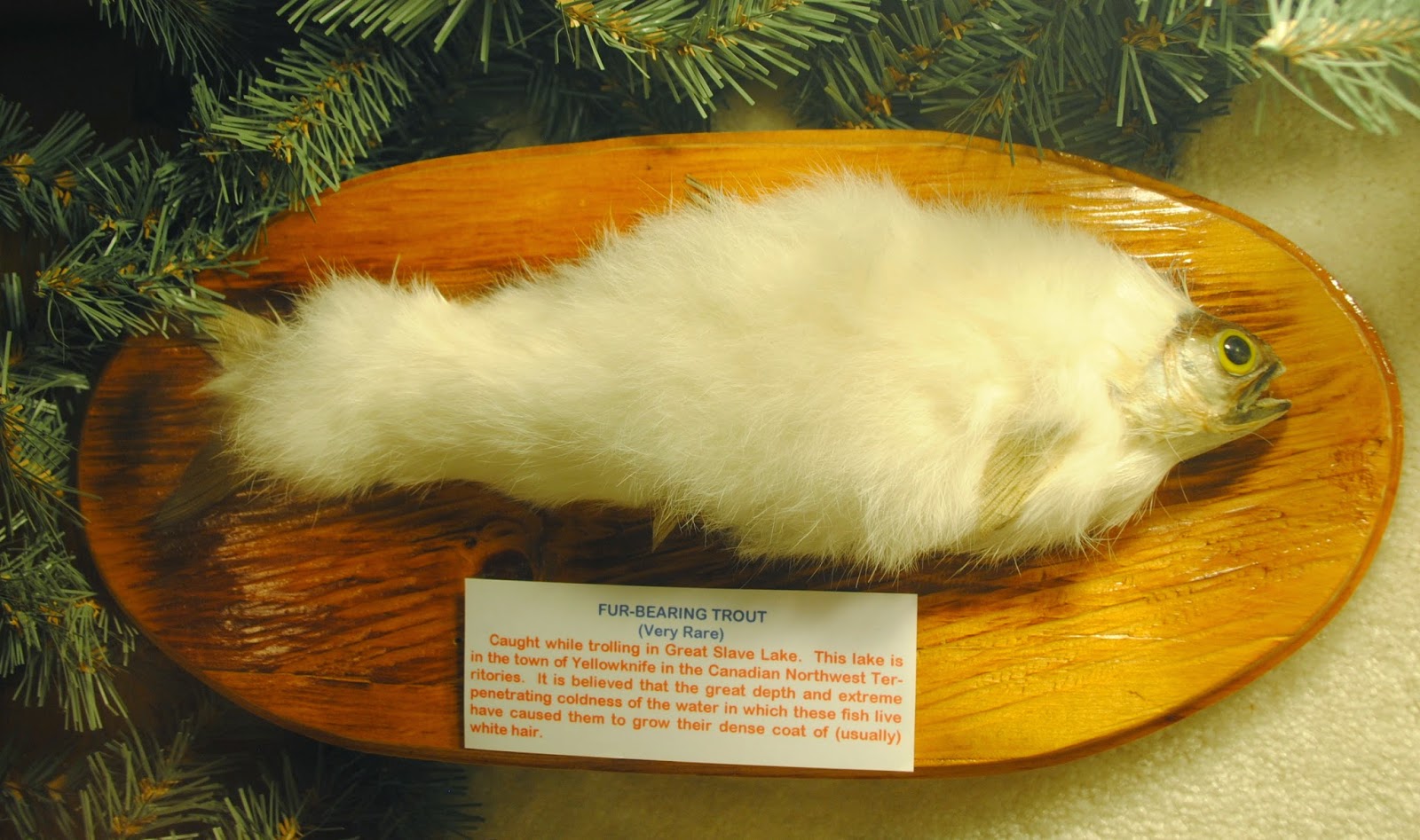 The Carpetbagger: North Carolina Taxidermy Hall of Fame, Creation and ...