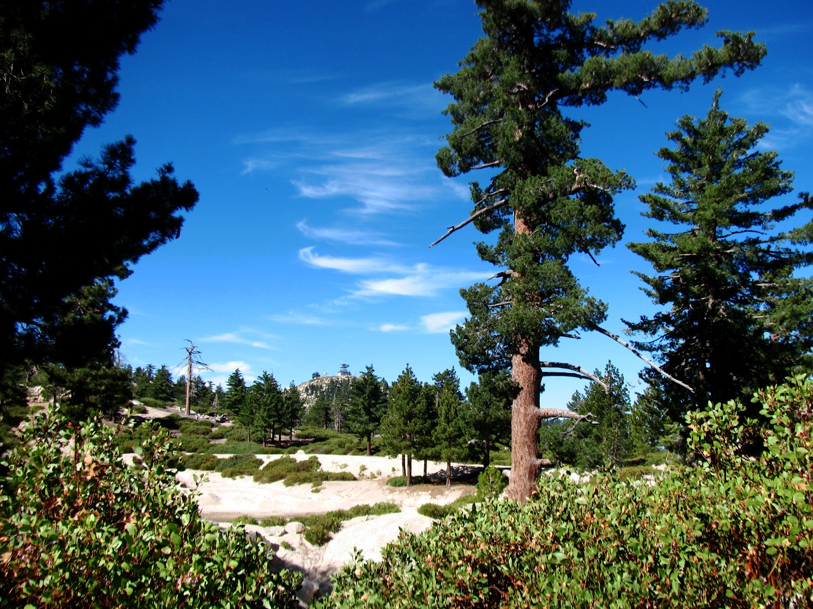 Journey to the Penny Pines Plantation - The Hungry Mountaineer