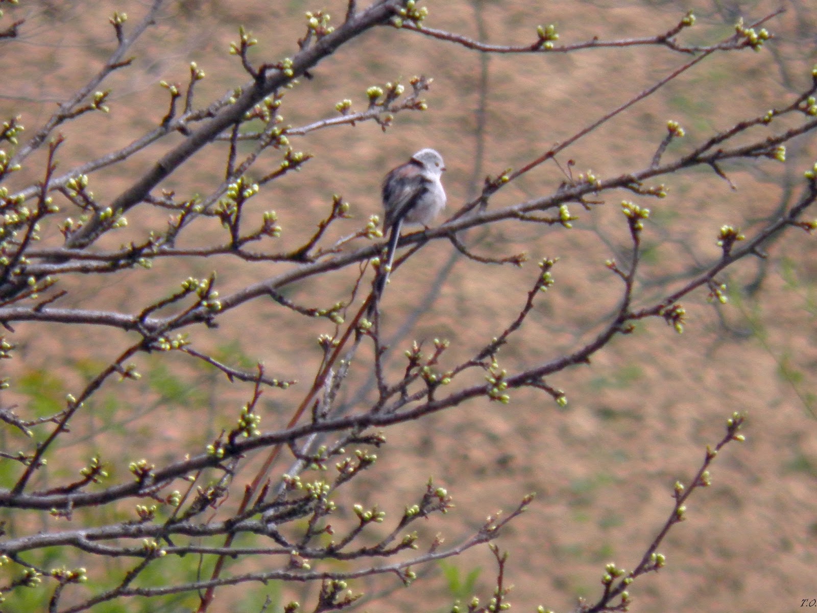 PASARI DIN ROMANIA: PITIGOI CODAT, Aegythalus caudatus