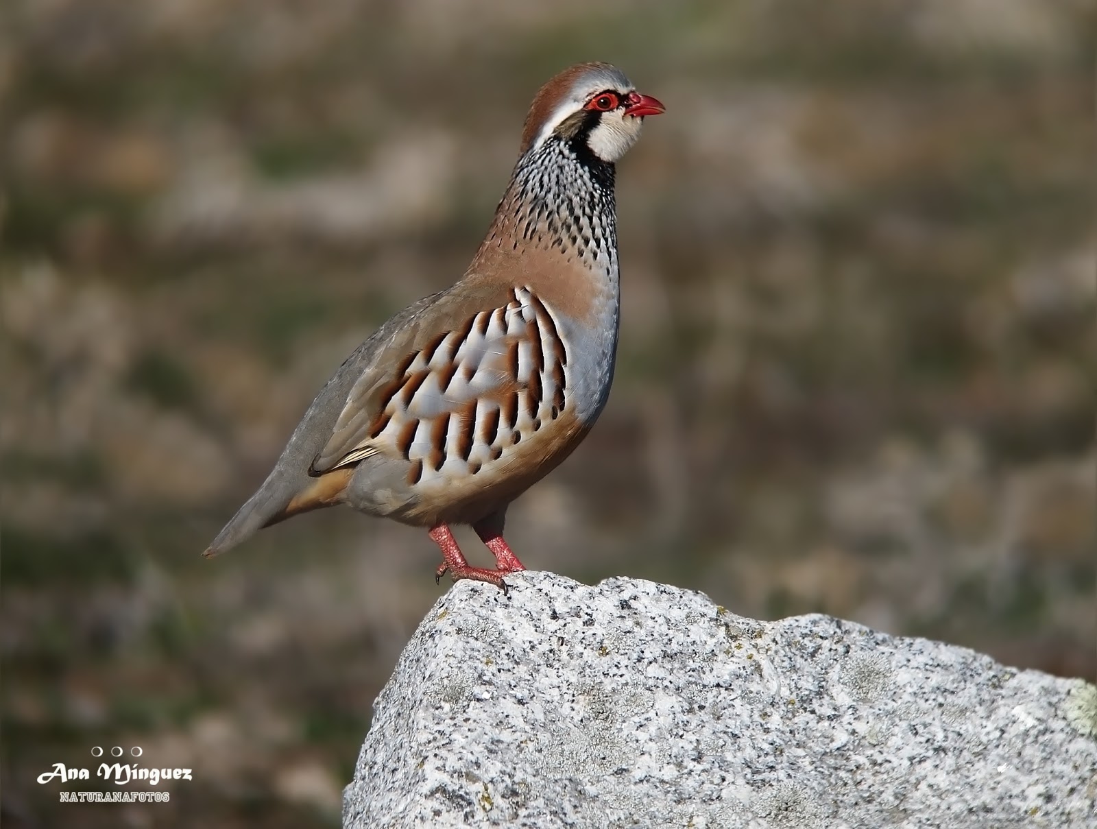 NATURANAFOTOS: El celo de la Perdiz