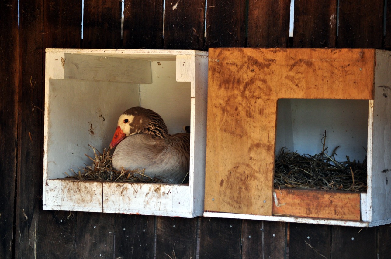 Leven River Farm: Birds of a feather.