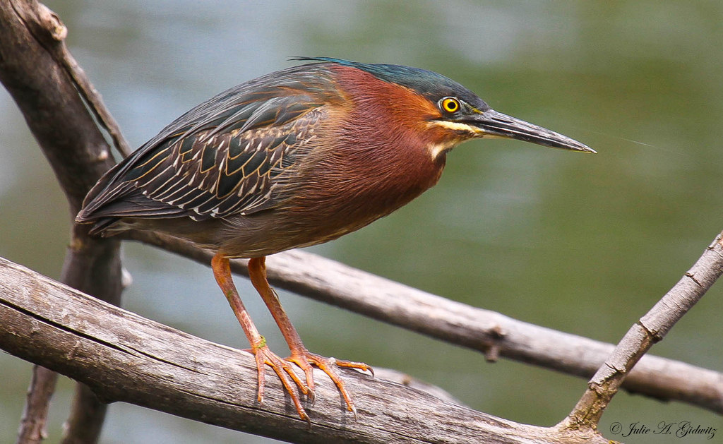 Birding Is Fun!: Big Catch!