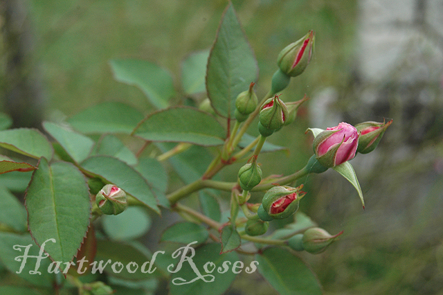 Hartwood Roses: Flowers on Friday ... Hollywood Cemetery This Week