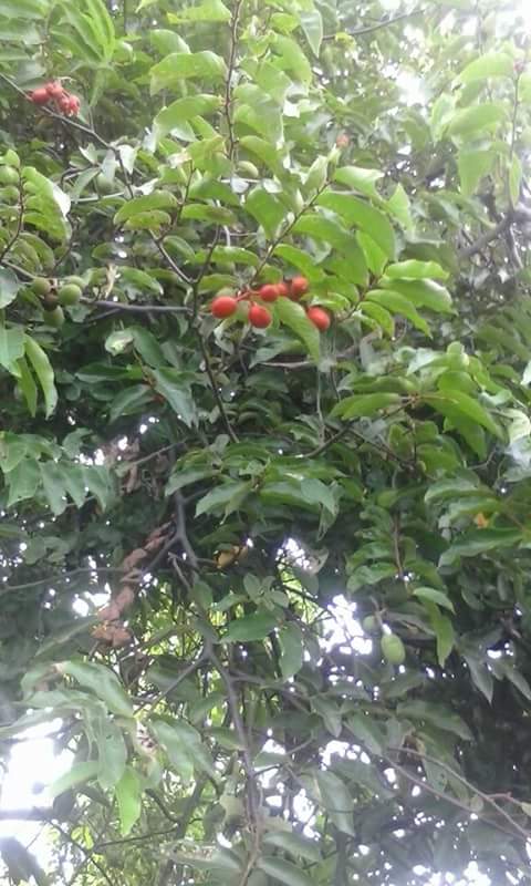 Who has tasted Banawak or Susung Kalabaw?