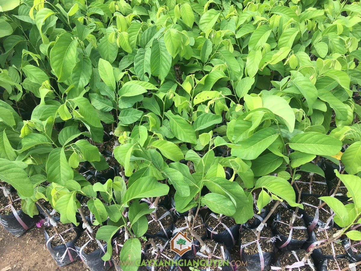 KỸ THUẬT TRỒNG CÂY NA THÁI ~ Cây Na Thái