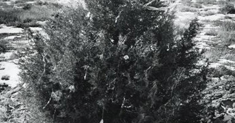 Confessions of a Colorado Conservative: Historical Photos of Fruita ...