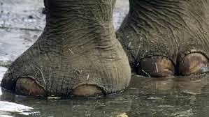 Elephants world: FOOT DISORDERS AND TREATMENT FOR ELEPHANTS