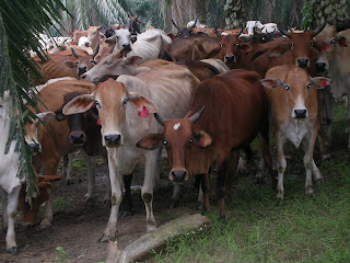 TERNAKAN LEMBU DAN KAMBING: TERNAKAN