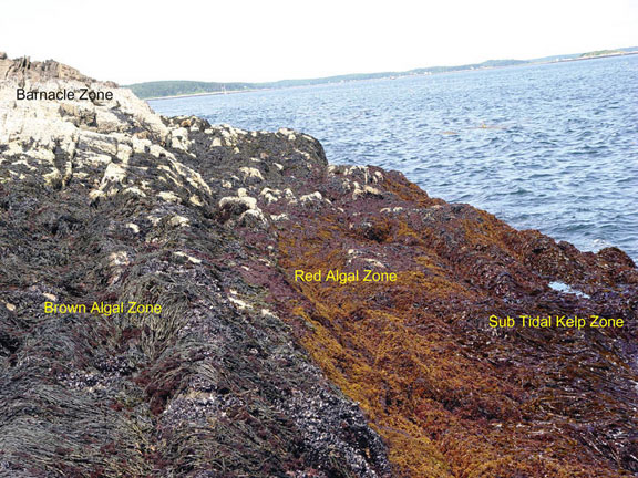Penobscot Bay Blog: Penobscot Bay's (and Maine's) intertidal ecosystems ...