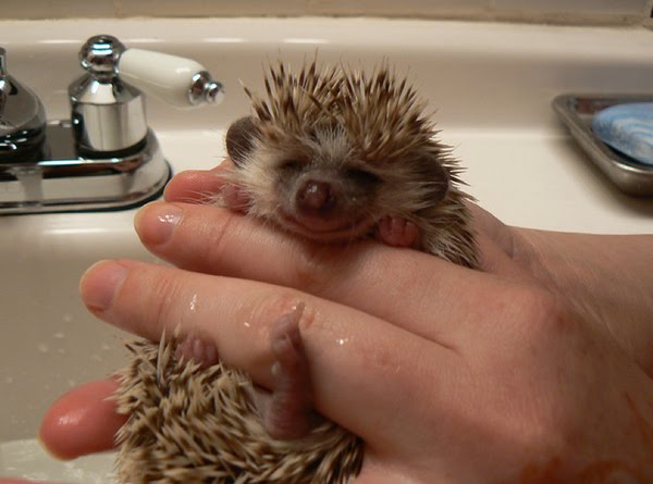 25 Cute animals taking baths (25 pics) | Amazing Creatures