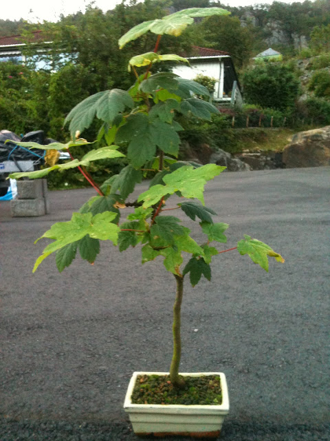 My Bonsai: Norway Maple