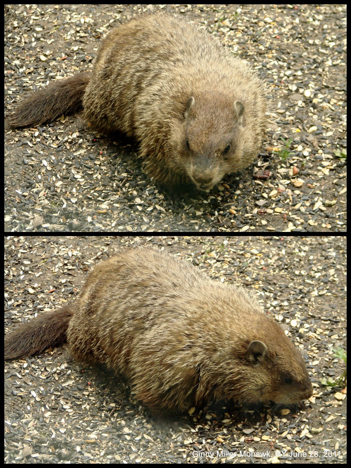 Photography By Ginny: June 28th-29th-2011-Woody-Granny-Legless Squirrel ...