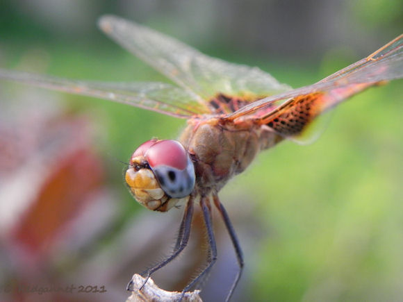 Redgannet: November 2011