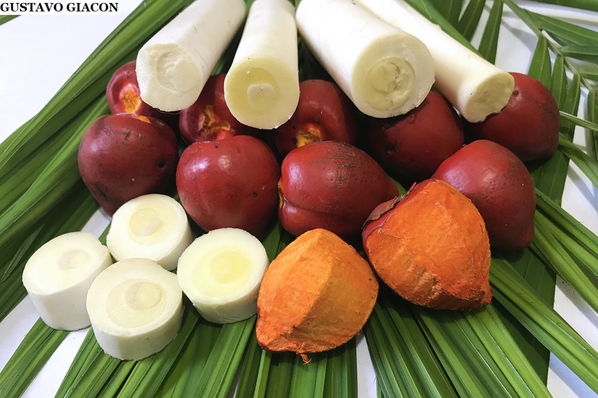 Viveiro Ciprest - Plantas Nativas e Exóticas: Pupunha ou Palmito ...