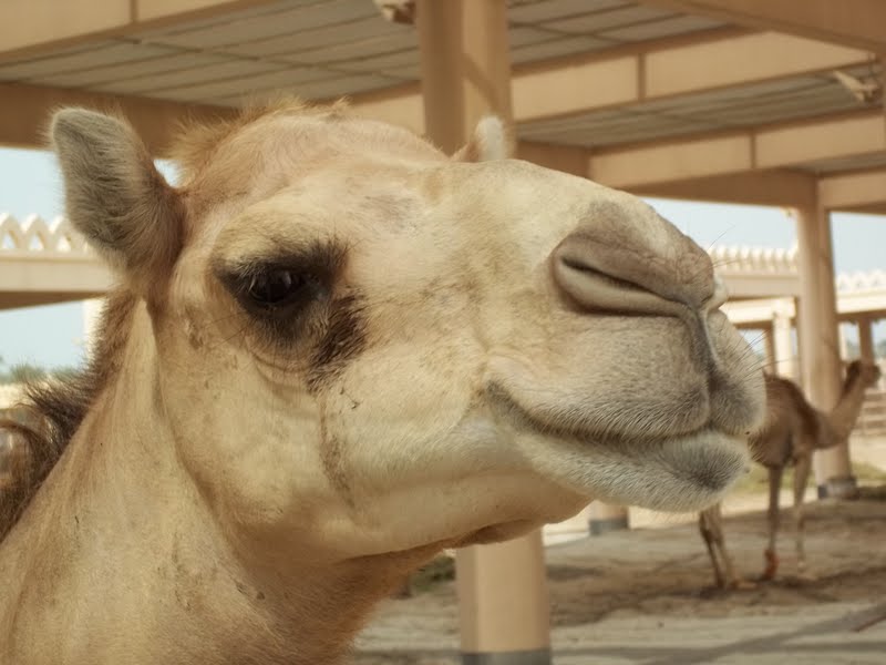 Sembang2 Cik Siti : June 2011