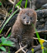 Din Delta Dunării: Nurca Europeană