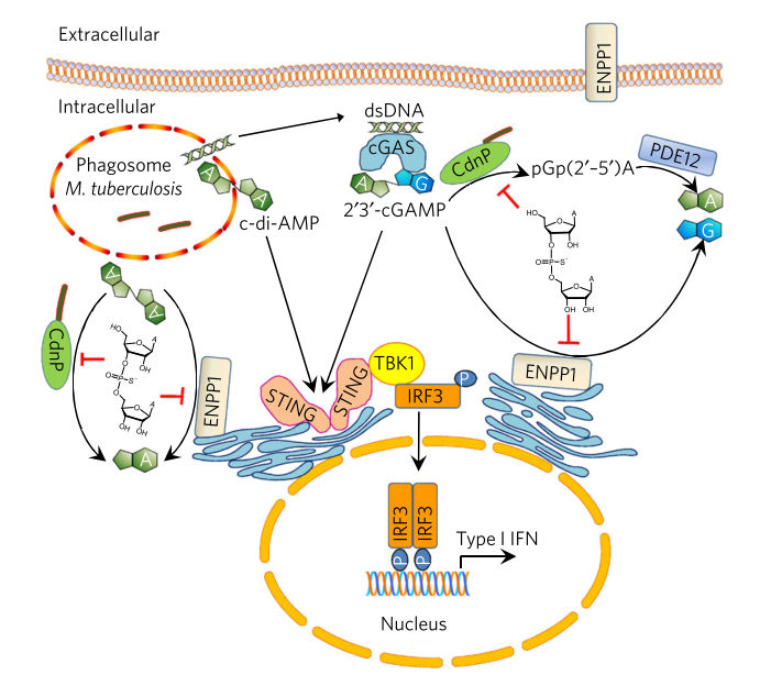 Mycobacterium Tuberculosis CdnP hijacks Immune response