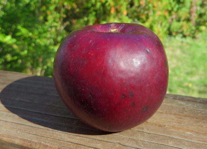 Ruby Jon - Adam's Apples