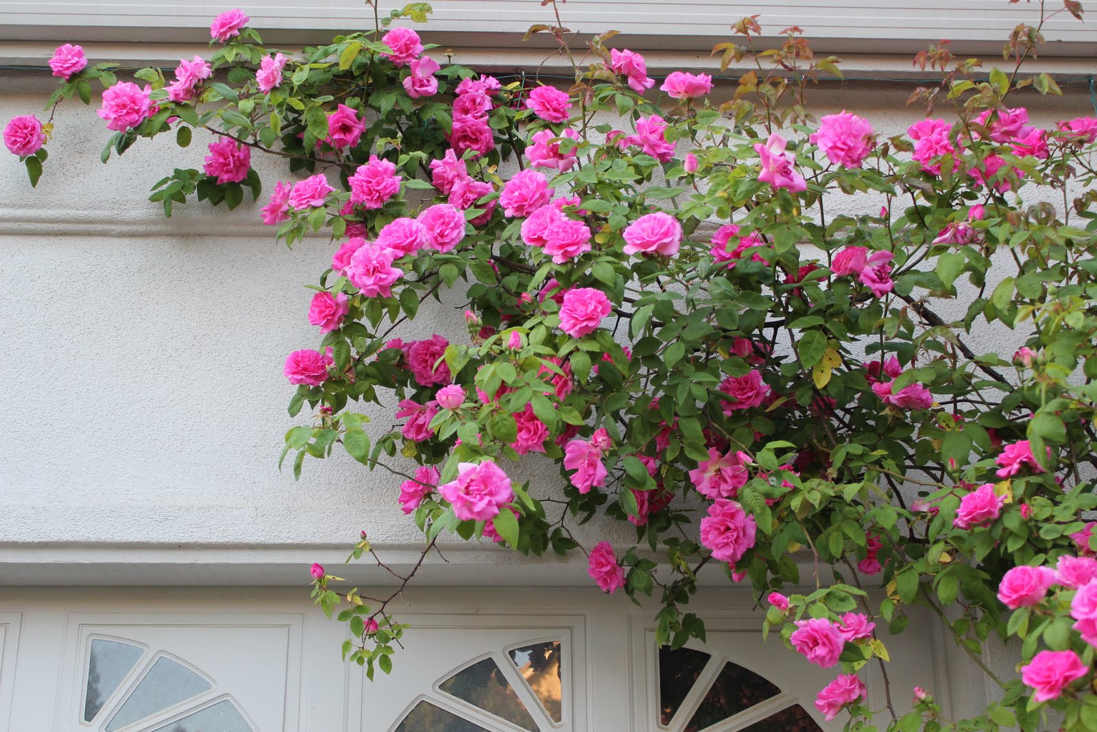 Mastering Horticulture: Vibrant Pink 'Zephirine Drouhin'