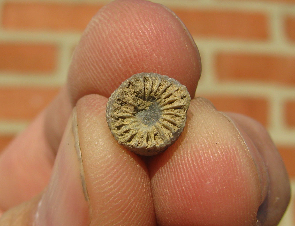 Views of the Mahantango: Enterolasma calculum from Lockport, NY