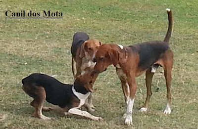 Canil dos Mota: "Apollo" neto de Modelo, filho de Apoema x Cuiabá ...