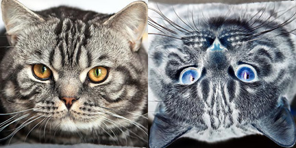 QUANTUM TANTRA: Kaleidoscopic Optical Schrödinger Cats
