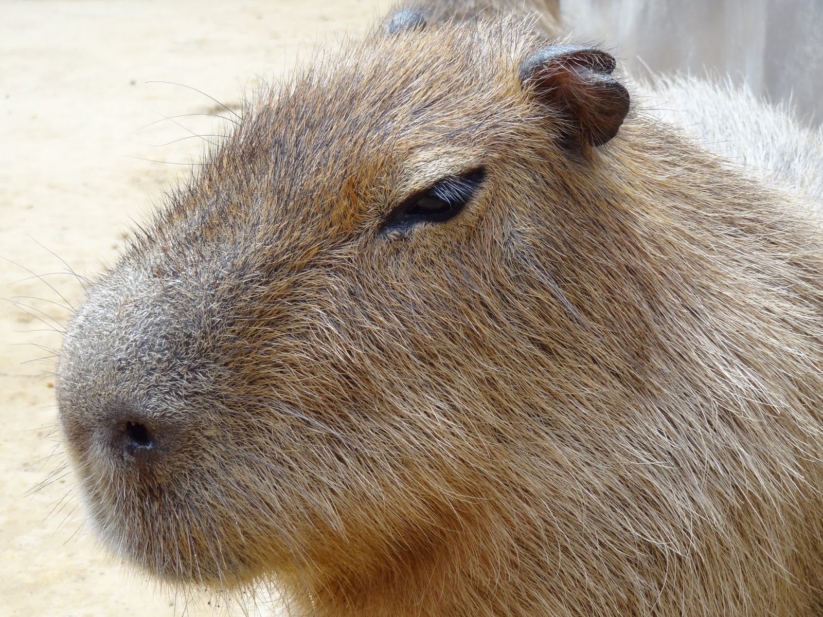 getting the bucks out: Capybaras, bears balls and possums oh my!