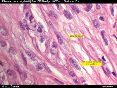 Motic Europe | Blog: Fibrosarcoma cat