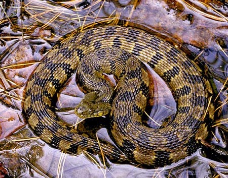 Friends of Hagerman National Wildlife Refuge: Spring-time and Snakes ...