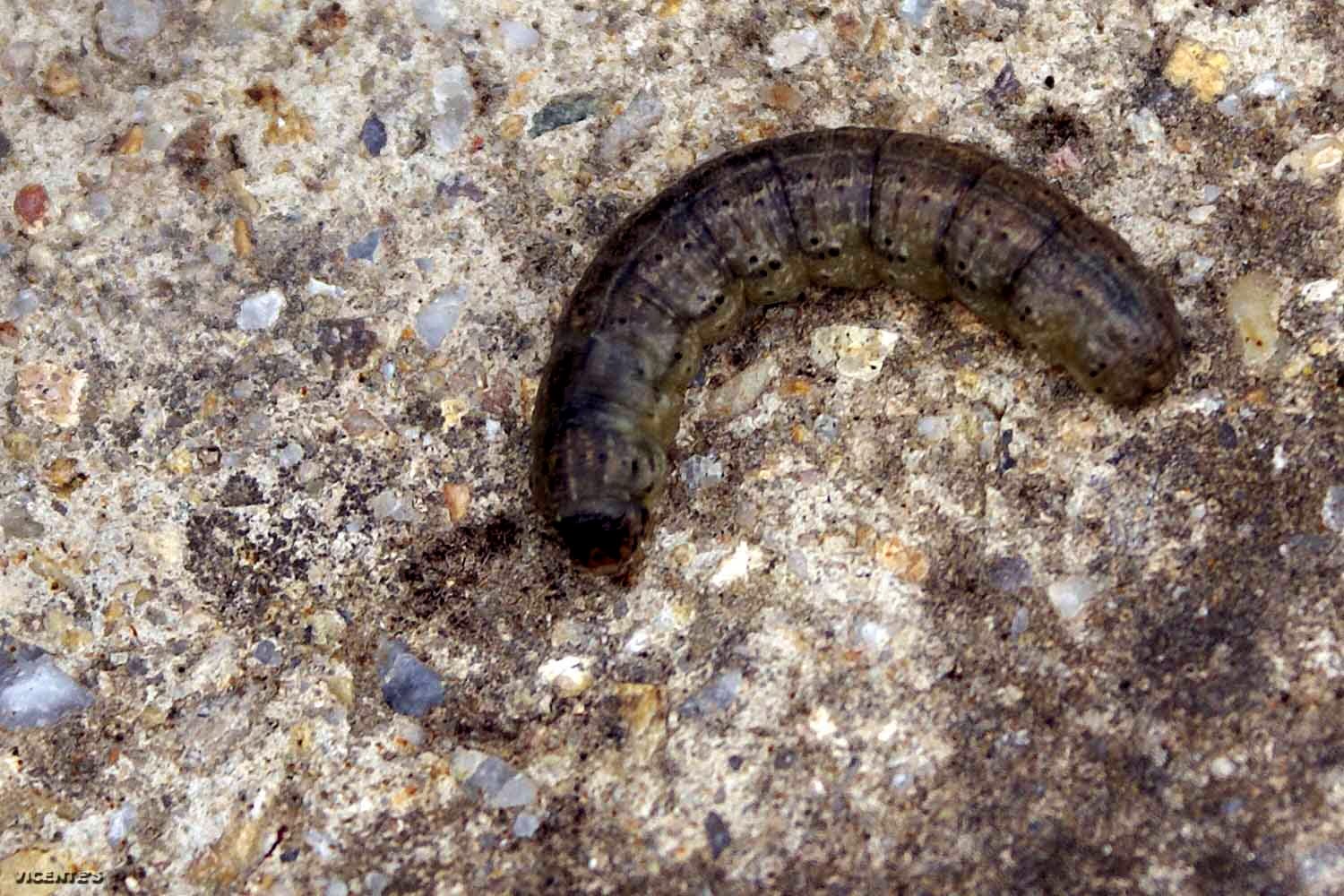 Fauna silvestre de Hormaza: Agrotis segetum