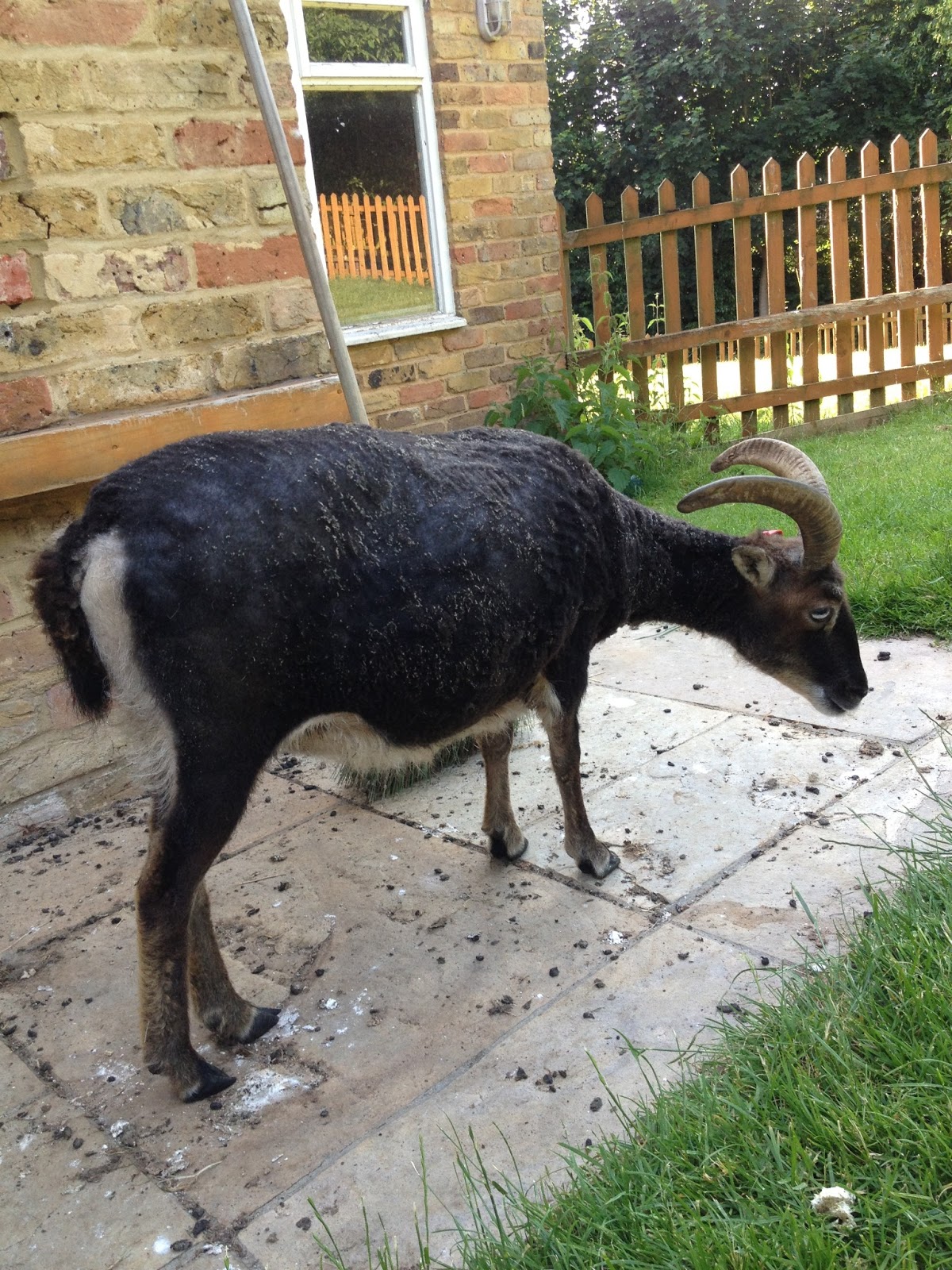 Crocheting at Timaru: Sheep Shearing in the Wop Wops