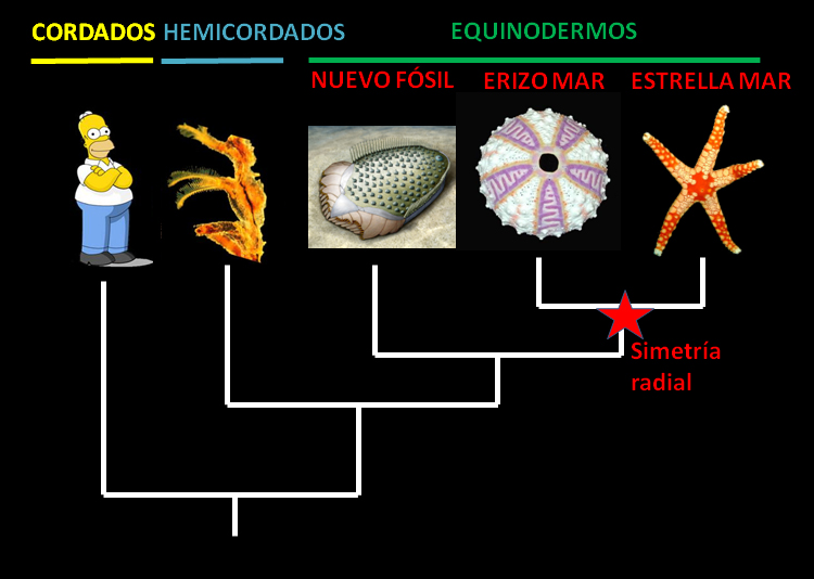 El nido de Águilas del Moncayo: Nuevo fósil hallado en Purujosa ...