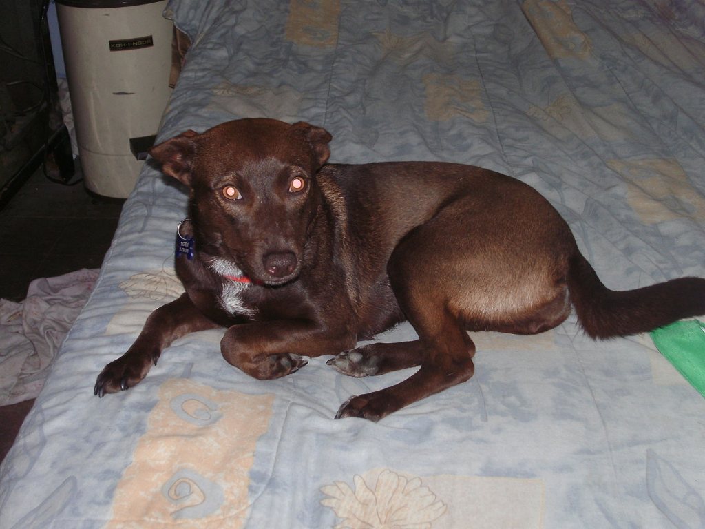 Adoptándonos: Miel, preciosa perra color chocolate en adopción