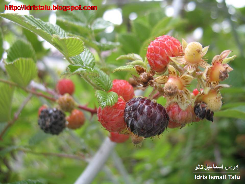 IdrisTalu: Beri Cameron Highlands - Rubus fraxinifolius (Rosaceae)