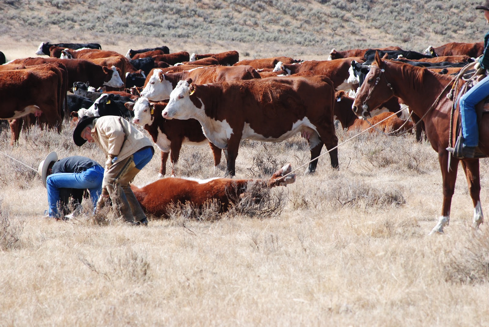 the pastoral muse: When Cattle get Sick