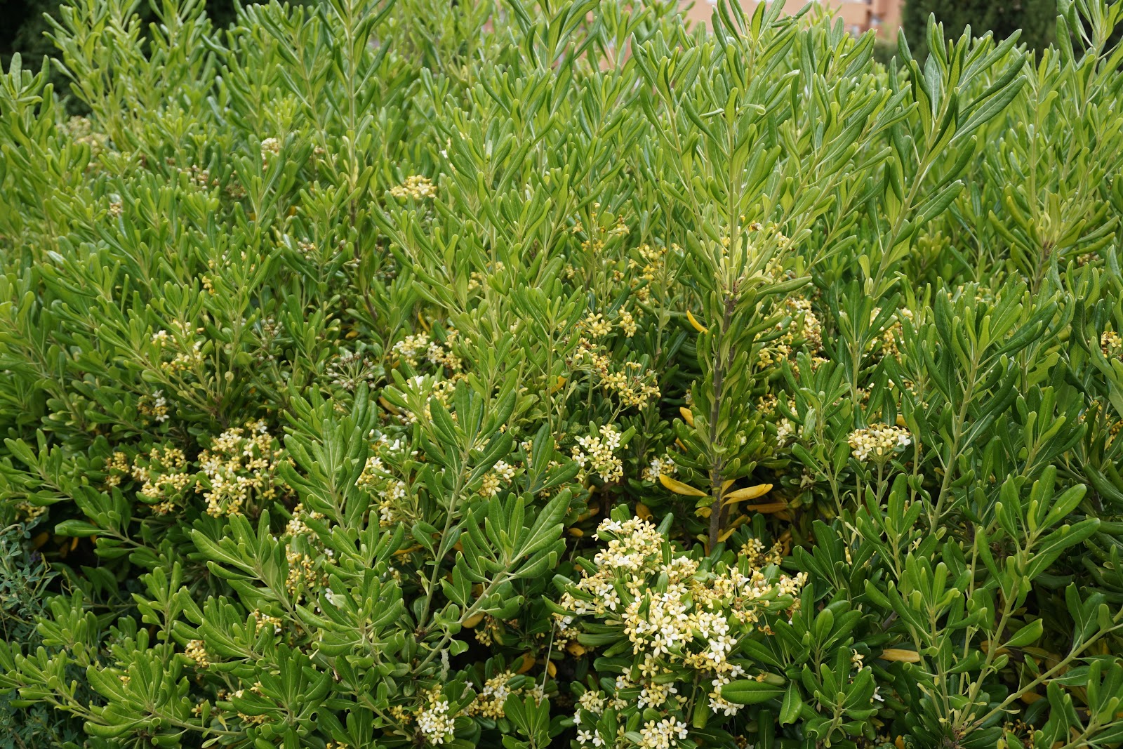 Plantas de Huerta Otea, Salamanca: Pitosporo, azahar de la China ...