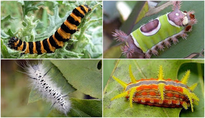 10 Ulat Bulu Paling Mematikan di Dunia - The Guzlint