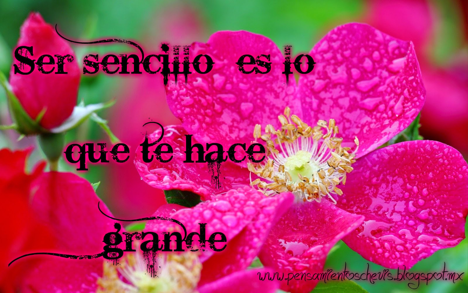 Reflexiones y pensamientos: Ser sencillo