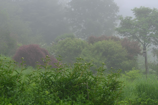 Flower Hill Farm: Drops Of Time Caught In The Mist Garden Facades