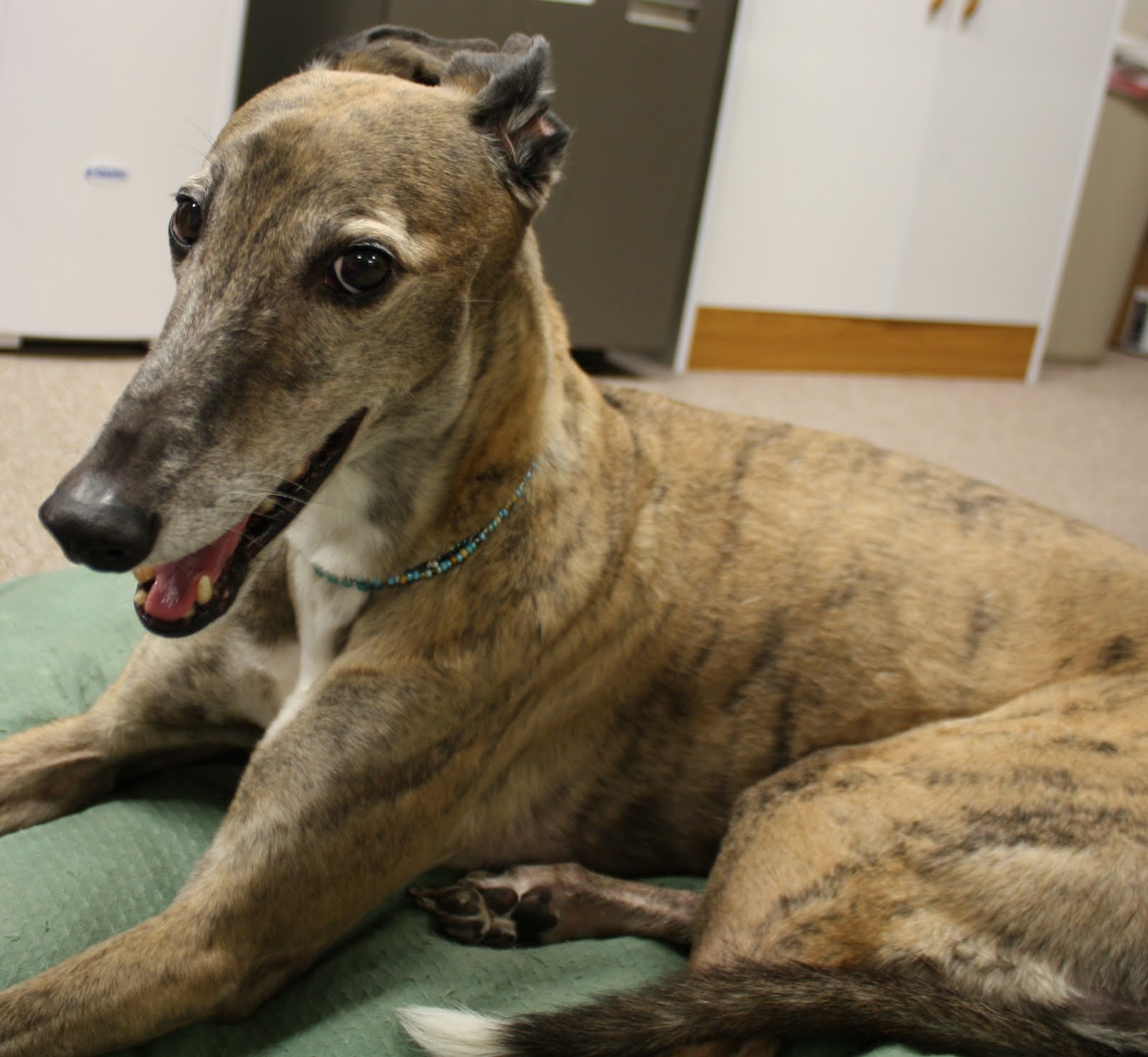Saving Greys, by GREY2K USA Worldwide: Greyhound News Treats to End the ...