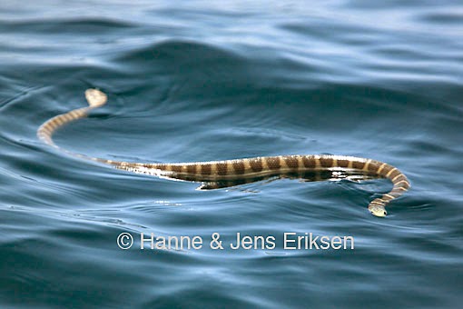 Variety of Life: Hydrophiinae