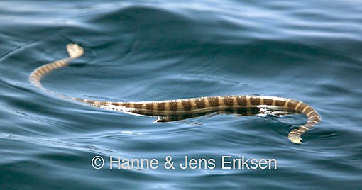 Variety of Life: Hydrophiinae