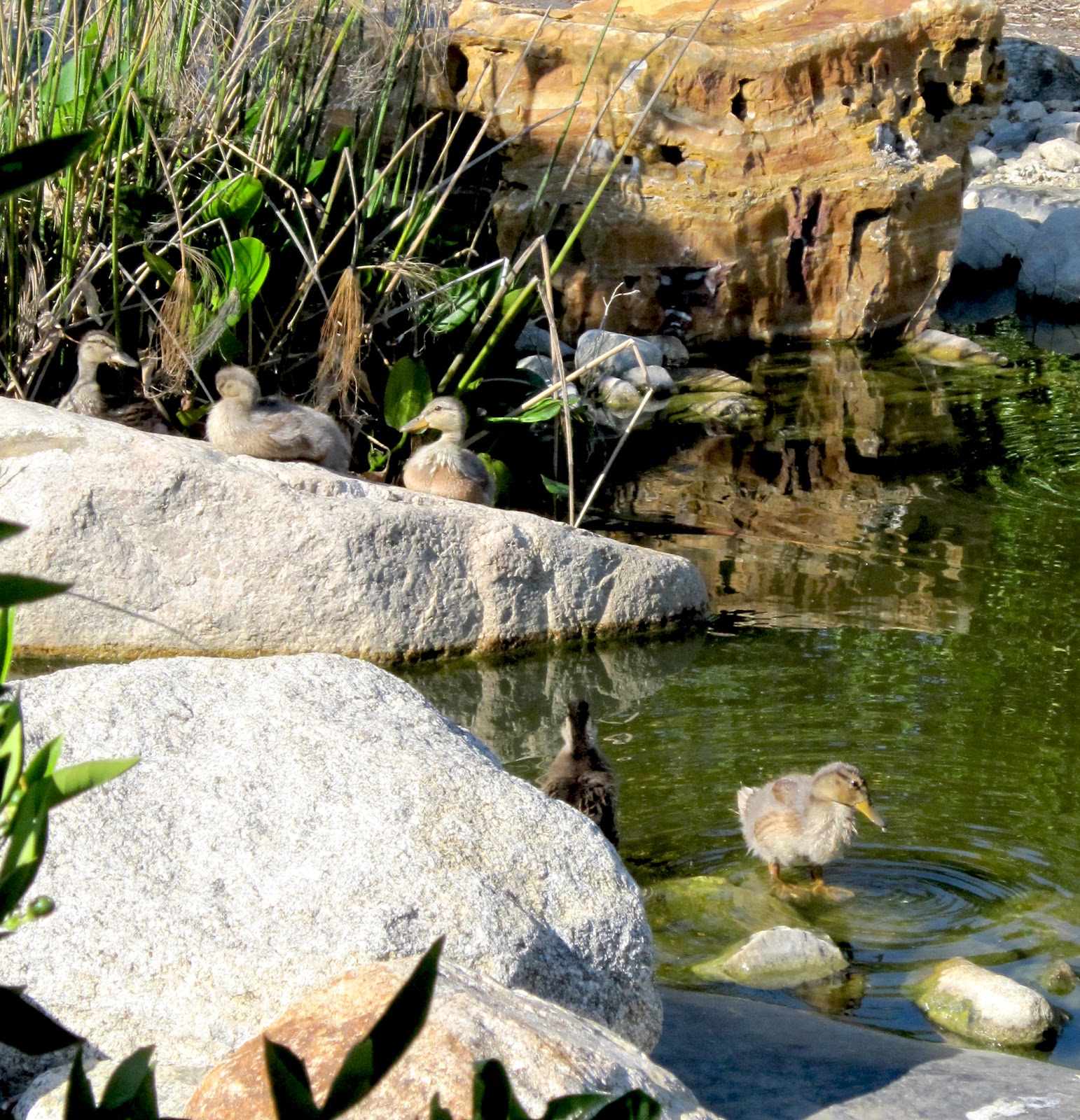 The Museum of the San Fernando Valley: CSUN'S SPECIAL BOTANICAL POND