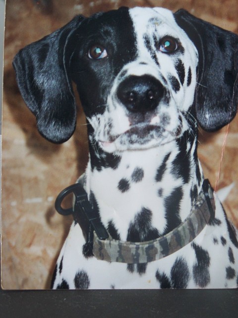 The dog in world: Dalmatian Dogs