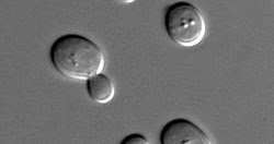 ilmu untuk manusia: PENGERTIAN KITIN