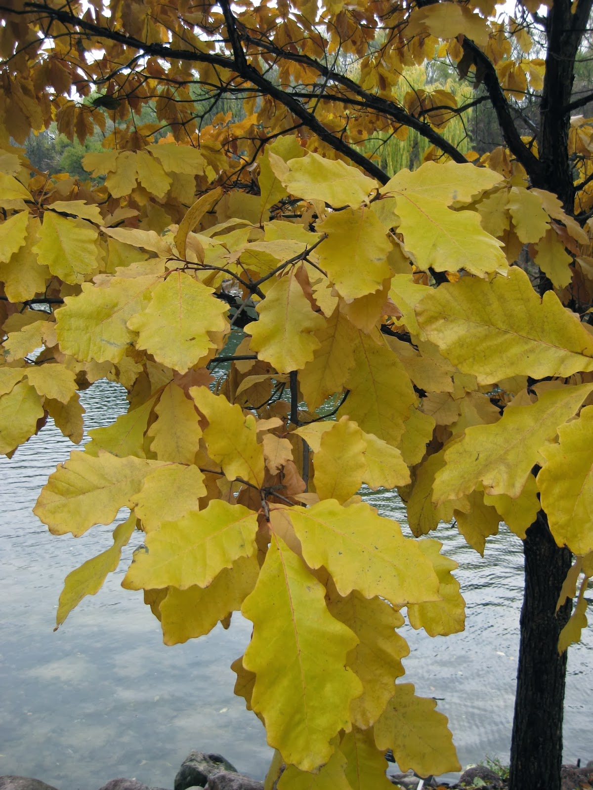 Rotary Botanical Gardens - Hort Blog: A Damp Morning