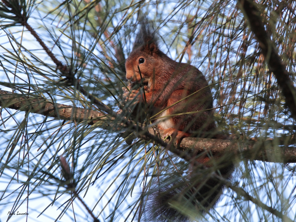 Geração Verde Portugal: Esquilos Vermelhos em Portugal ? Sim, eles ...