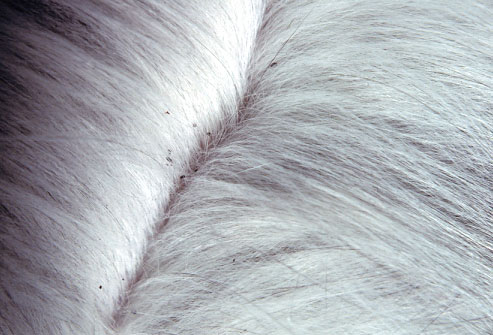 Penyakit Kulit Pada Kucing Persia ~ info kucing persia anggora dan ...